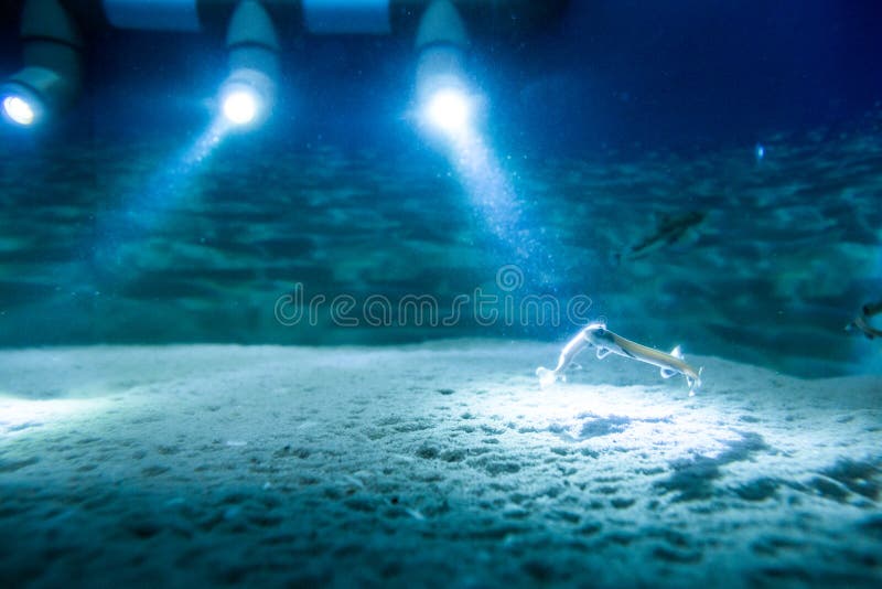 Spotlight Focusing Fish in a Tank Stock Image - Image of blue, biology ...