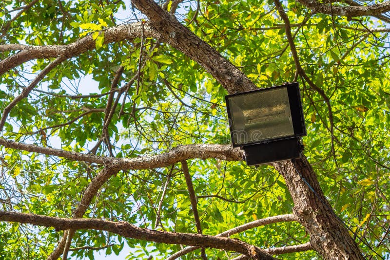 Spotlight Mounted on the Tree. Concept of Lighting and Nature Stock ...