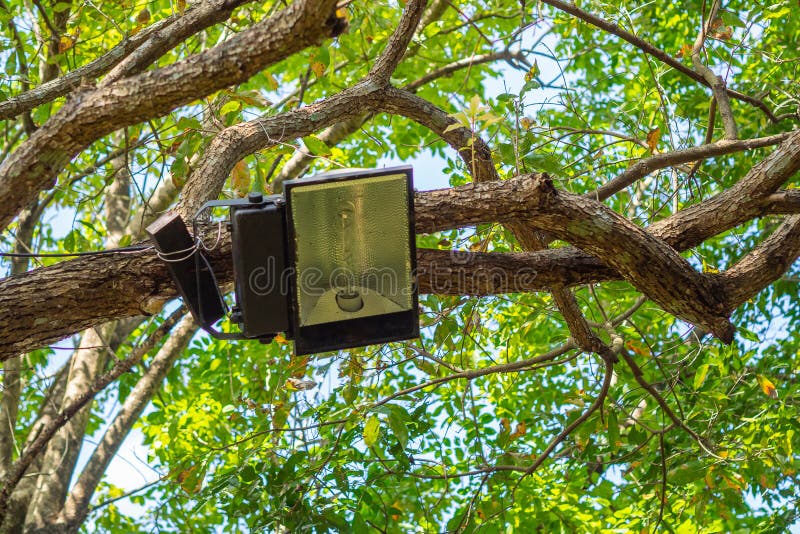 Spotlight Mounted on the Tree. Concept of Lighting and Nature Stock ...