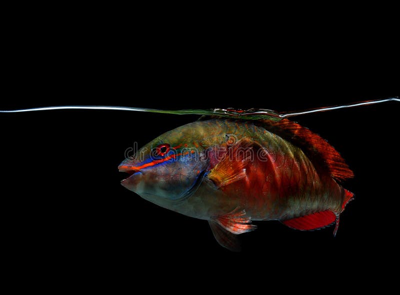 Spotlight Parrotfish in Initial Phase Stock Image - Image of parrot ...