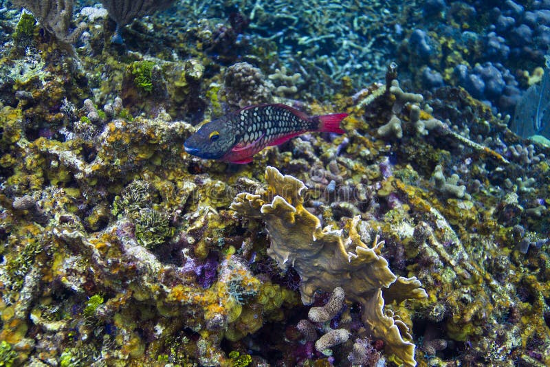 Spotlight Parrotfish in Initial Phase Stock Image - Image of parrot ...