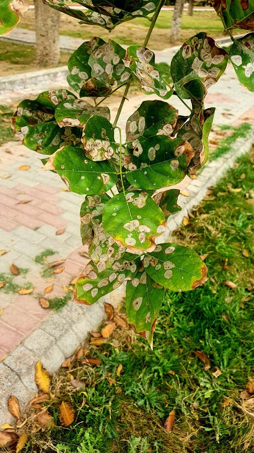 Spots on Pongamia Leaves.pongamia or Sukh Chain Tree Branches Withe ...