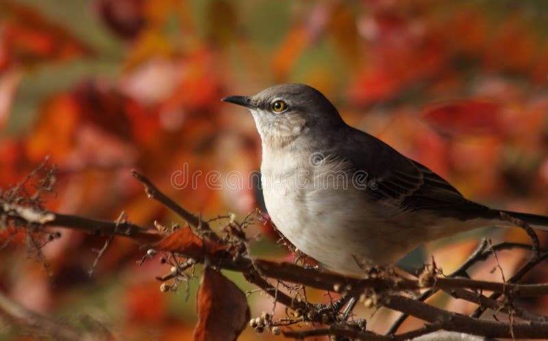 Spottdrossel 1 stockfoto. Bild von spottdrossel, zweig - 463116