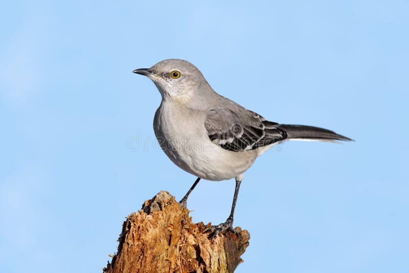 Nordspottdrossel (Mimus Polyglottos) Stockbild - Bild von fauna ...