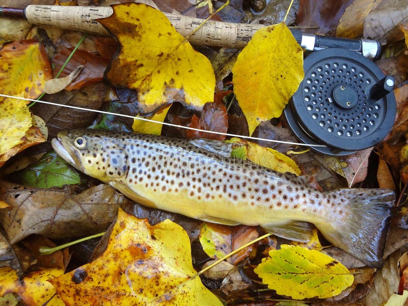 Autumn Fly Fishing stock photo. Image of fishing, sports - 3510660