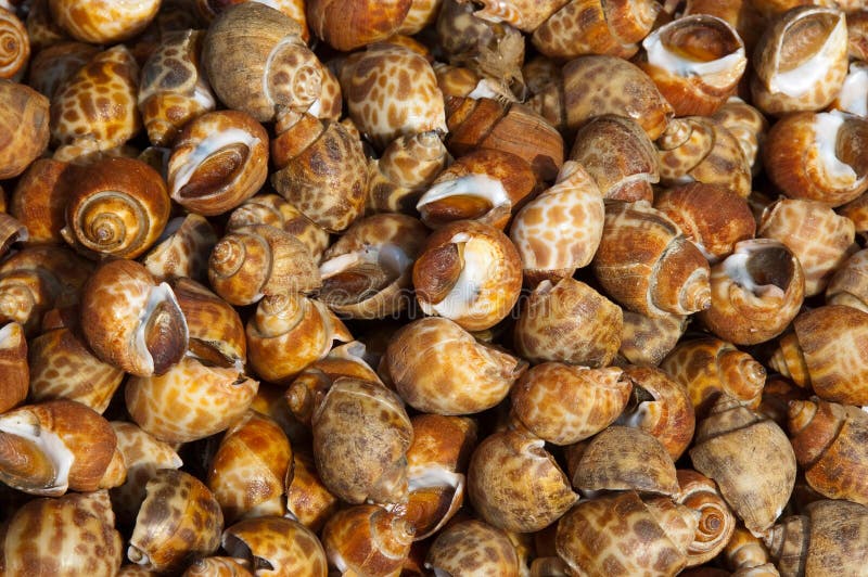 Spotted Babylon stock photo. Image of fish, fresh, ocean - 16841286