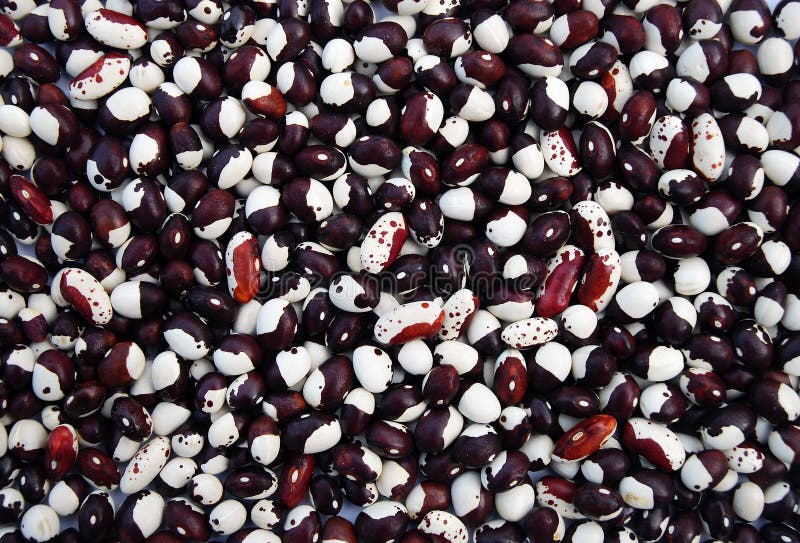 Spotted beans stock image. Image of grain, nature, assortment - 23800469