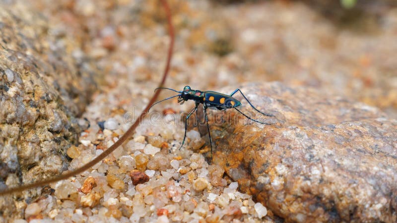 Spotted Beetle on Rocky Terrain with Stock Photo - Image of antenna ...