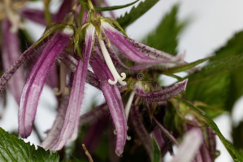 Spotted Bellflower, Campanula Punctata Stock Image - Image of gardening ...