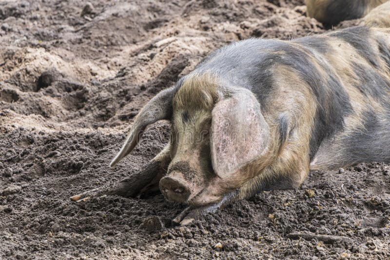 Pigs Enjoying Themselves in the Mud Stock Photo - Image of husbandry ...