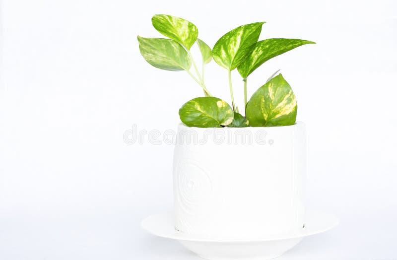 Spotted Betel in White Pot, White Background, Daylight. Stock Photo ...