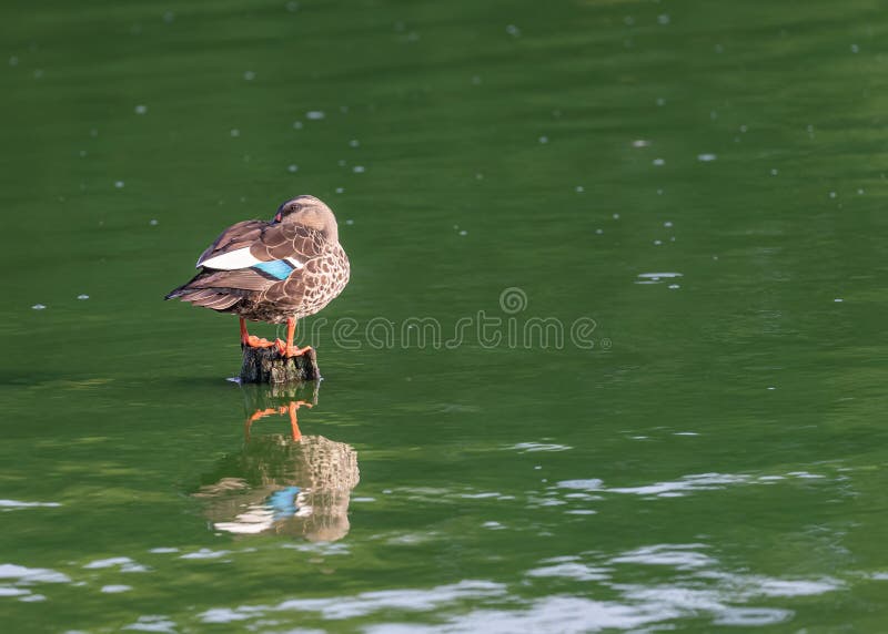 A Spotted Bill Duck Resting in a Lake Stock Image - Image of duck ...