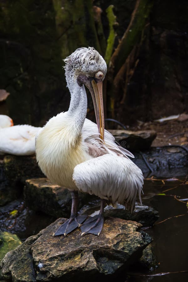 Spotted-billed Pelecan Bird Stock Photo - Image of spottedbilled, bird ...