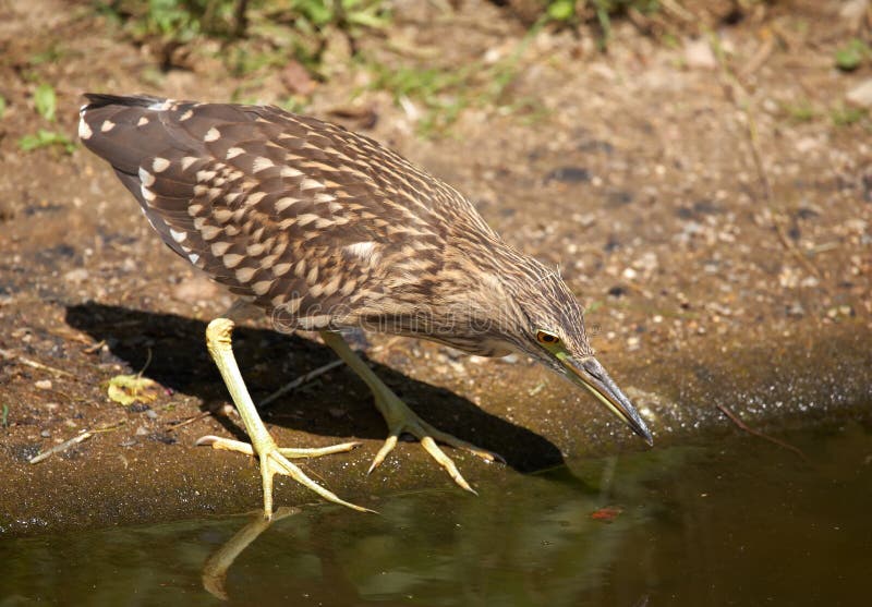 Spotted bird stock image. Image of beak, feathers, wild - 31934047