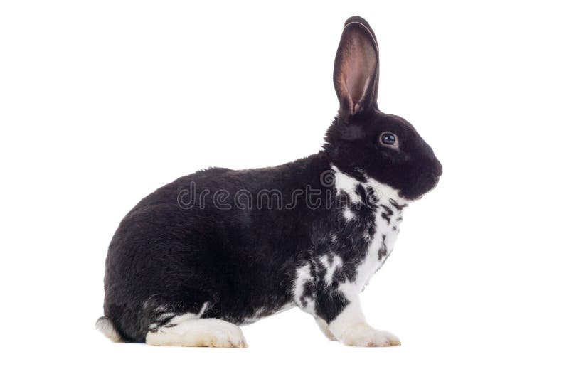 Spotted Black and White Rabbit Sitting Isolated on a White Stock Photo ...