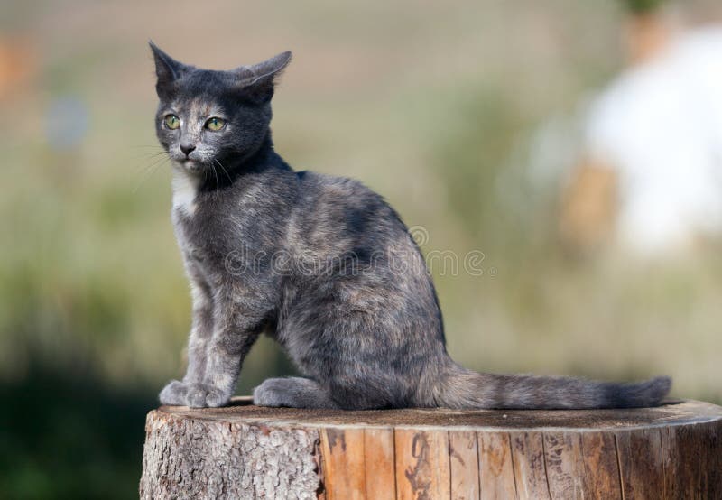 Spotted blue cat stock image. Image of environment, ears - 27265085