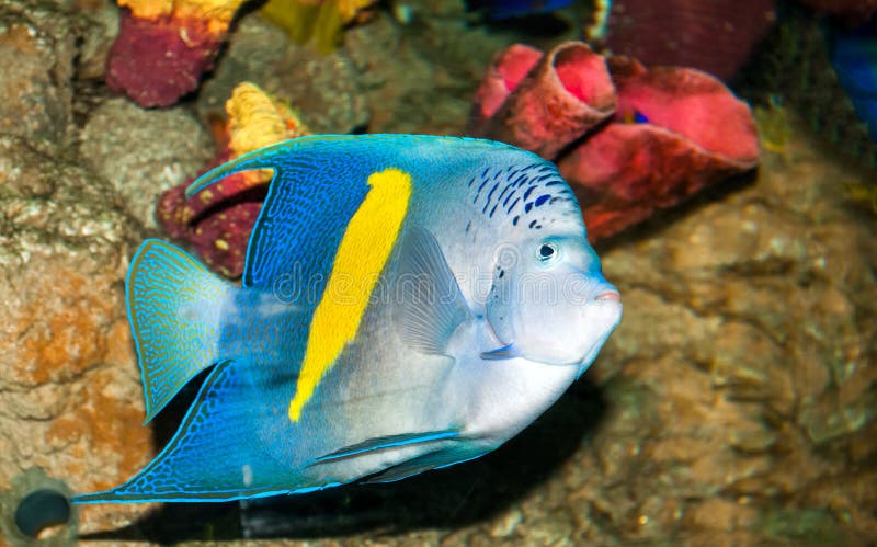 Spotted blue discus stock photo. Image of aquarium, river - 35809544