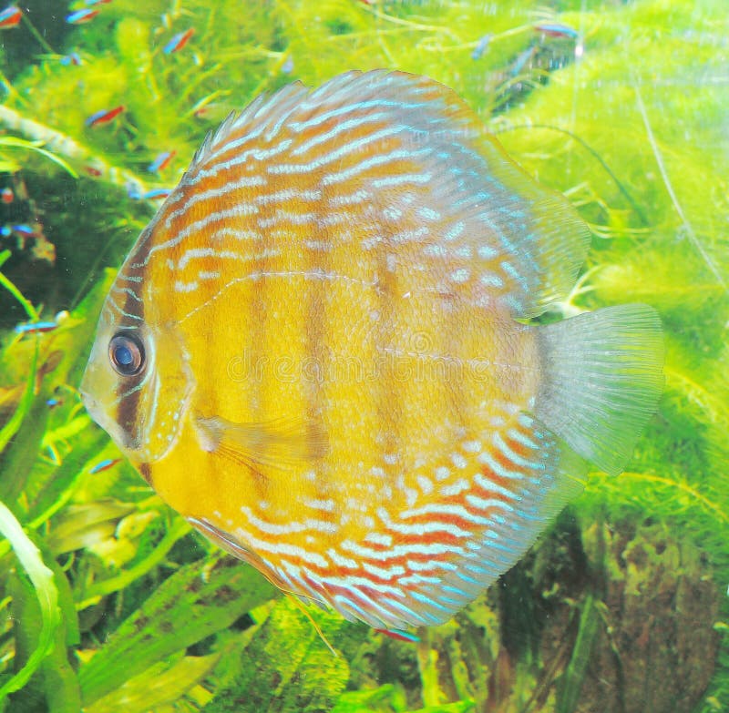 Spotted blue discus stock photo. Image of aquarium, river - 35809544