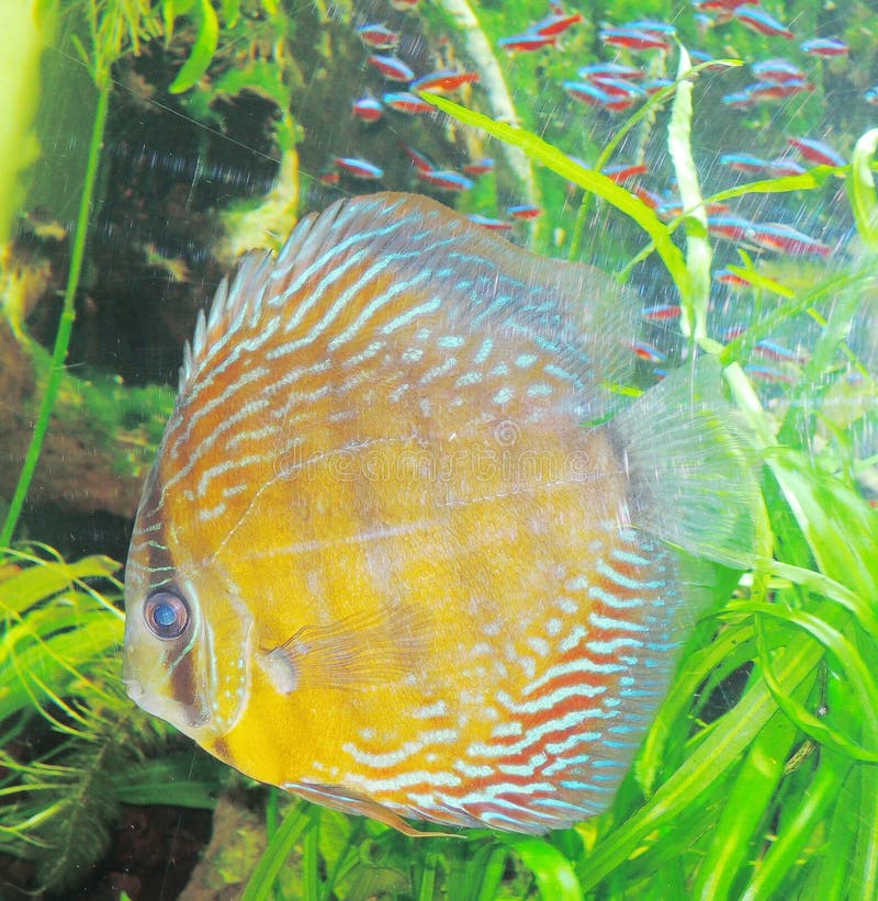 Spotted blue discus stock photo. Image of fish, freshwater - 36667242