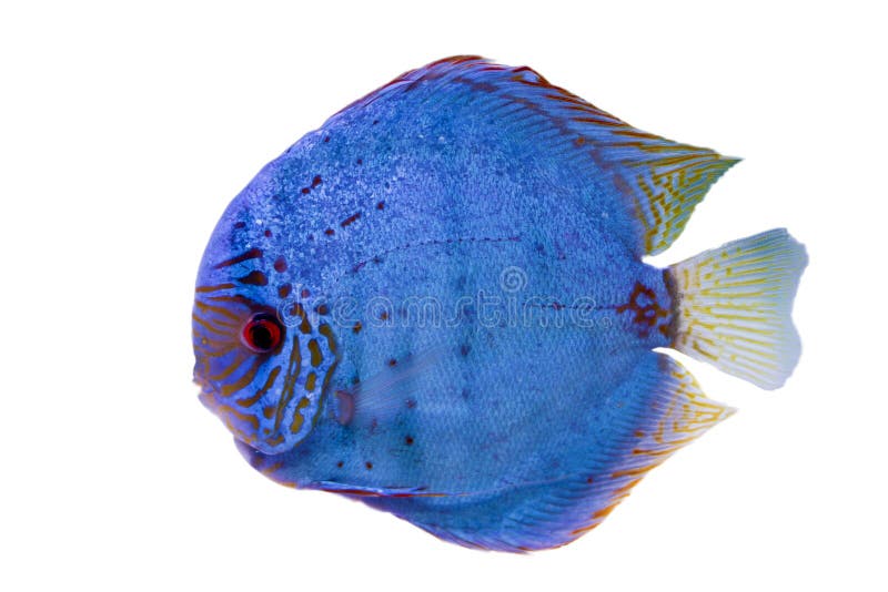 Spotted blue discus stock photo. Image of aquarium, river - 35809544