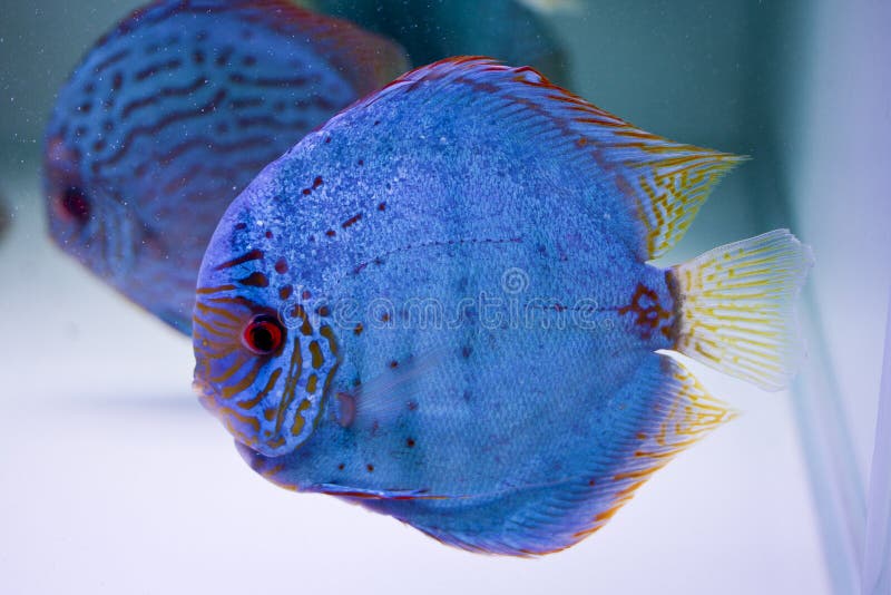 Spotted blue discus stock photo. Image of aquarium, river - 35809544
