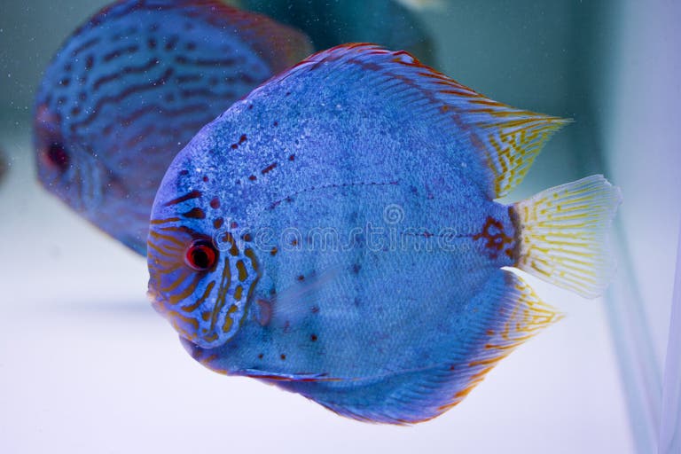 Spotted blue discus stock photo. Image of aquarium, river - 35809544