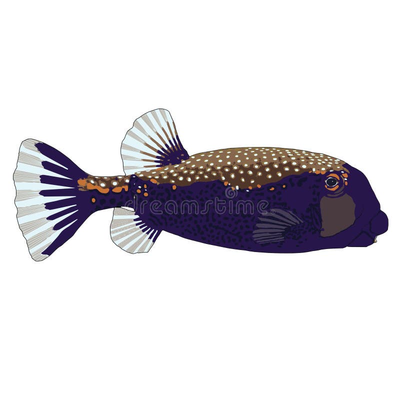 Boxfish stock vector. Illustration of animal, drawing - 45686114