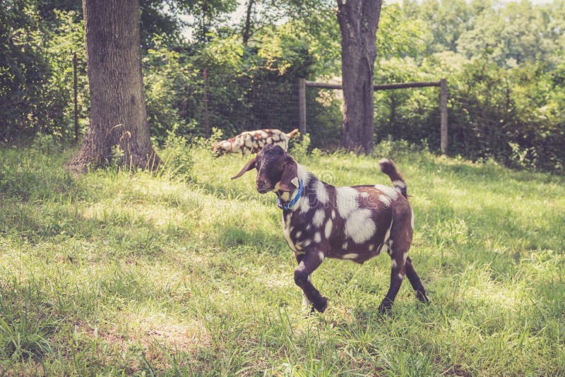 433 Spotted Goats Stock Photos - Free & Royalty-Free Stock Photos from ...