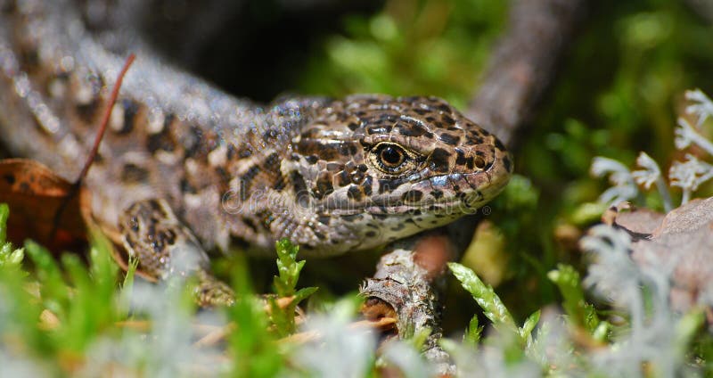 Spotted, Brown Lizard in the Moss Stock Image - Image of feet, season ...