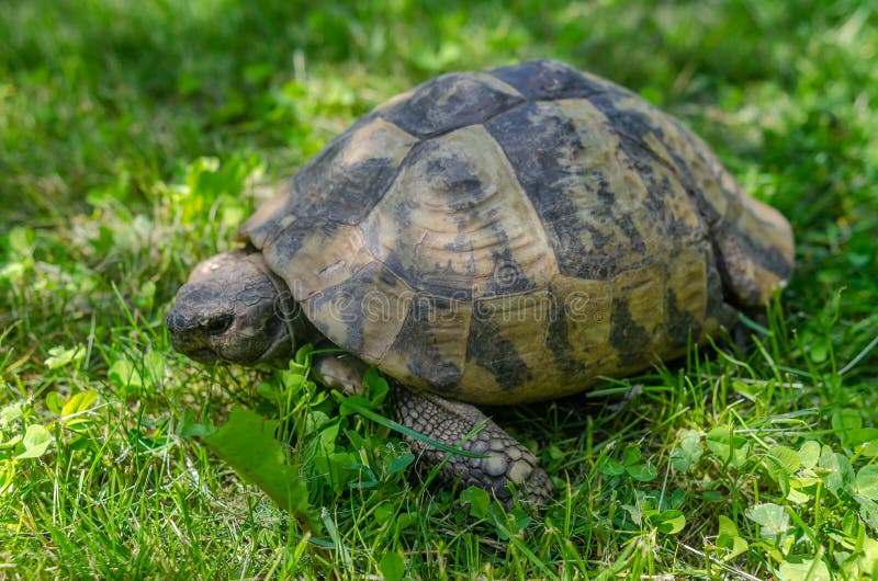 Spotted Brown Tortoise Shell Close Up. Turtles in the Park. Summer ...