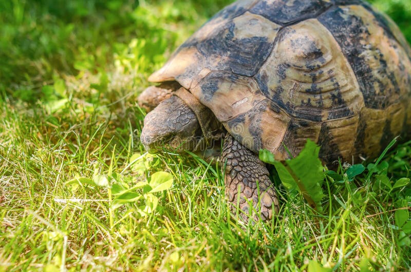 Spotted Brown Tortoise Shell Close Up. Turtles in the Park. Summer ...