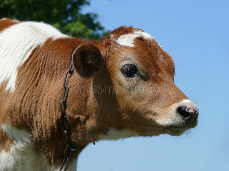 Calf closeup stock photo. Image of holando, calf, cattle - 21208290