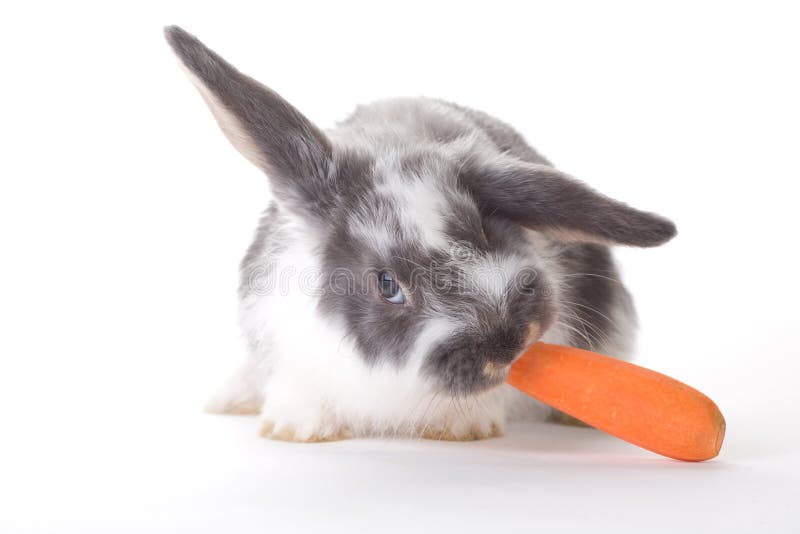 Grey Bunny Eating a Carrot, Isolated Stock Image - Image of bunny ...