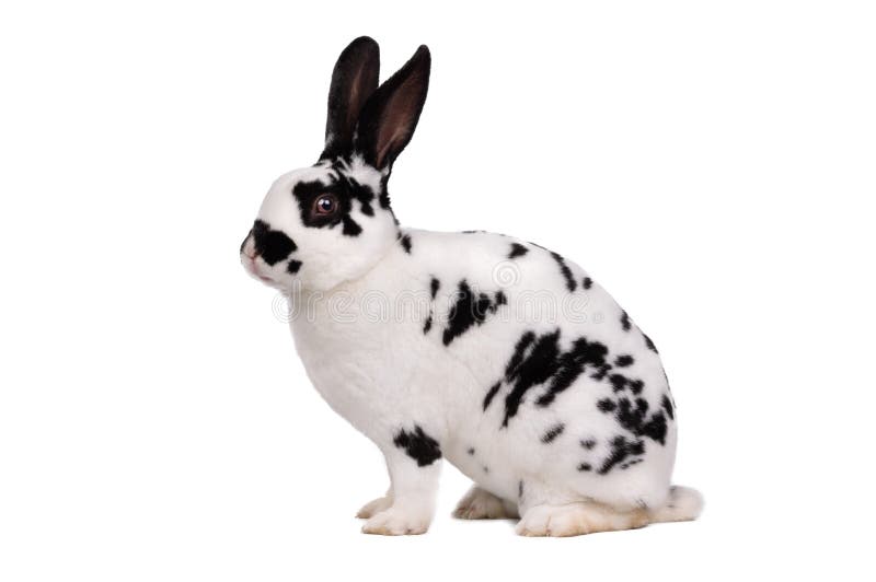 Spotted Black and White Bunny Stands on Its Hind Legs Isolated on a ...
