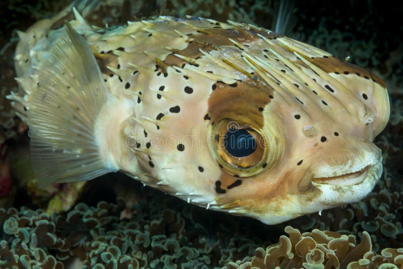 Spotted burrfish fish stock image. Image of diodontidae - 220891791