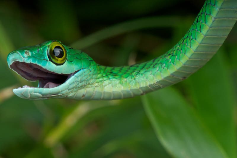 Spotted bush snake stock image. Image of tree, philothamnus - 19851549
