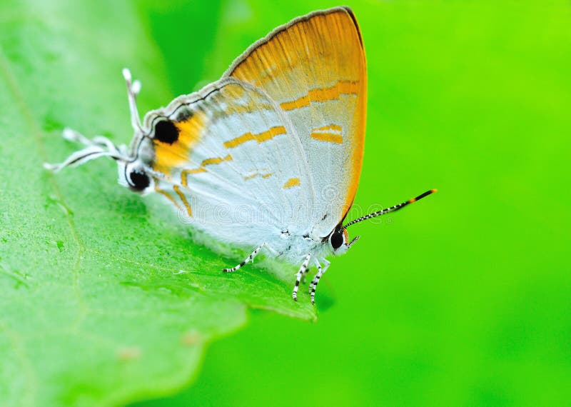 Spotted butterfly stock photo. Image of wildlife, spotted - 26714400