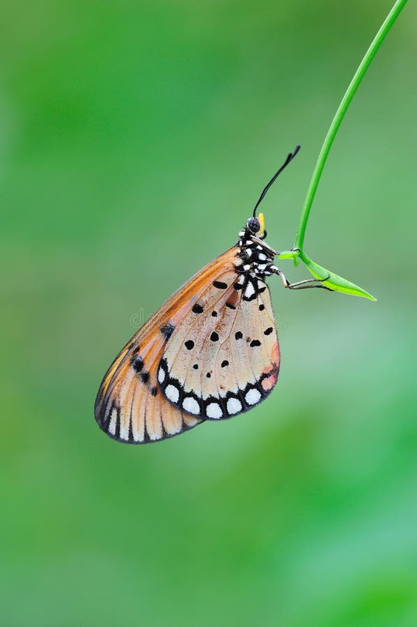Spotted butterfly stock image. Image of spotted, closeup - 28386637
