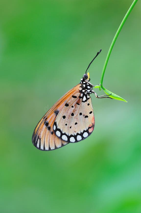 Spotted butterfly stock image. Image of spotted, closeup - 28386637