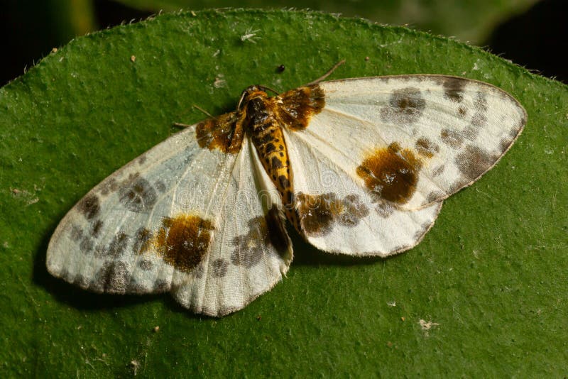 Spotted Butterfly Abraxas Sylvata Broadly Spread Its Wings with Brown ...