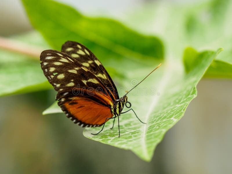 Spotted butterfly on leaf stock image. Image of botanical - 45212435