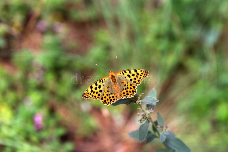 Spotted butterfly stock image. Image of mint, wild, flutter - 74129505