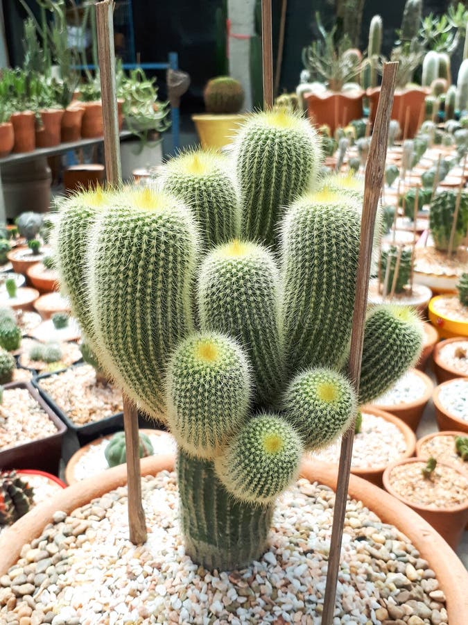 Spotted caetus whitecactus stock image. Image of whitecactus - 153898111