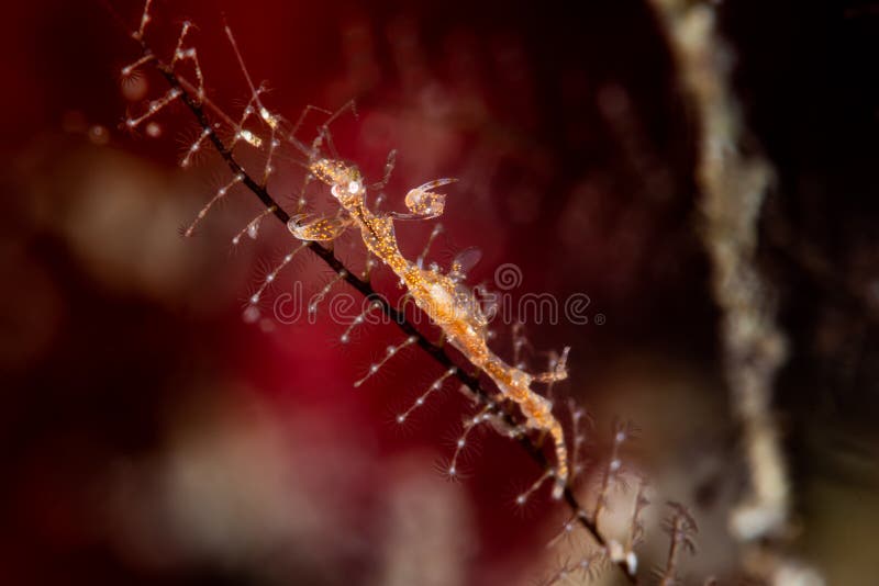 Spotted Caprella Skeleton Shrimp Caprellidae Stock Photo - Image of ...