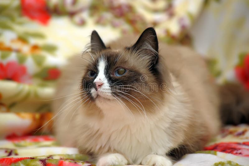 Spotted cat stock photo. Image of blue, breeder, closeup - 37044922