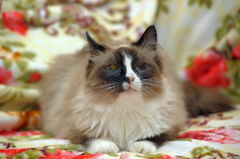 Spotted cat stock image. Image of detail, breeder, face - 42681629