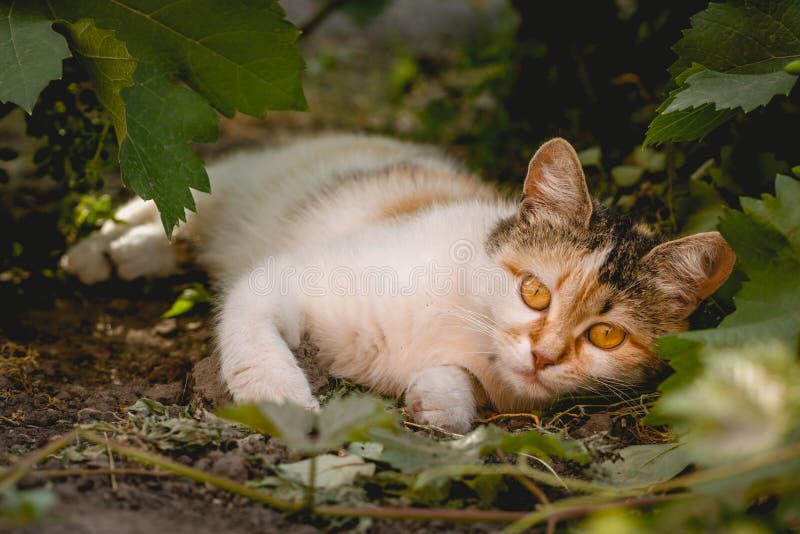 Ginger Cat and a Spotted Bear Stock Image - Image of spotted, bear ...