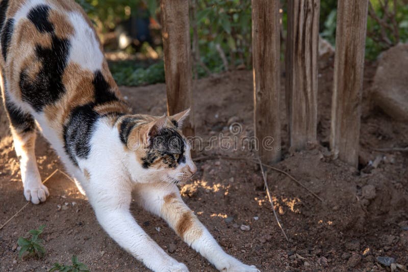A Spotted Cat Stretches Its Back in the Shade Under a Bush Stock Photo ...