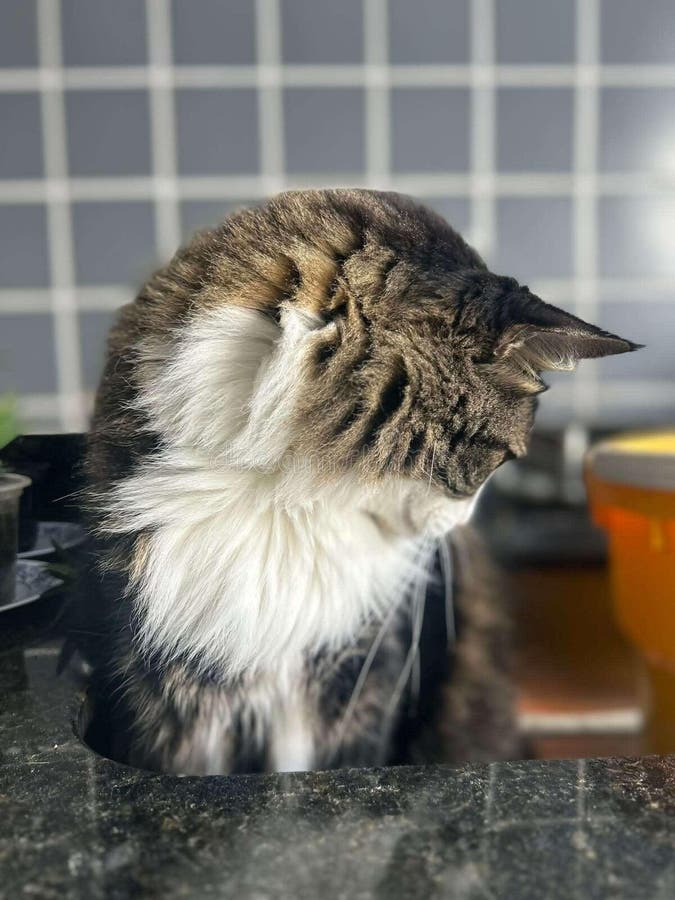 Tabby Cat, Full of Affection, Very Cute Stock Photo - Image of snout ...