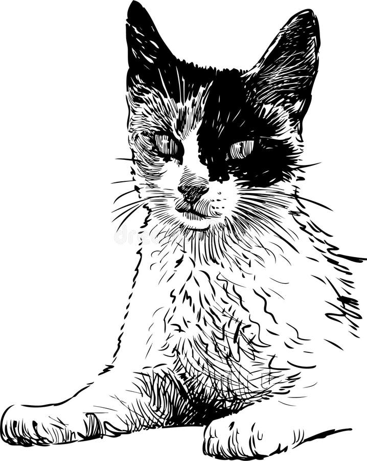 Cat face sketch vector stock vector. Illustration of bengali - 91503185